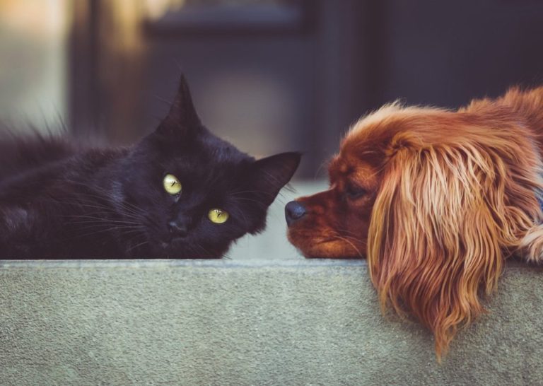 Blue Oasis Vet Clinic Dubai | Trusted Veterinary Care