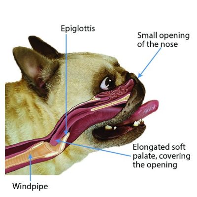 Epiglottis Diagram Dog